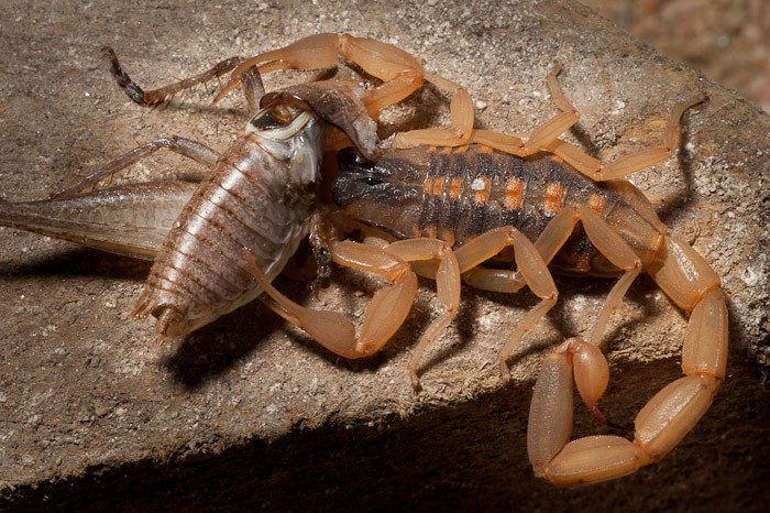 Striped Bark Scorpion, Texas | Dave Wilson Photography