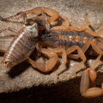 Striped Bark Scorpion, Texas | Dave Wilson Photography