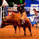 Bull Rider, Austin Rodeo | Dave Wilson Photography