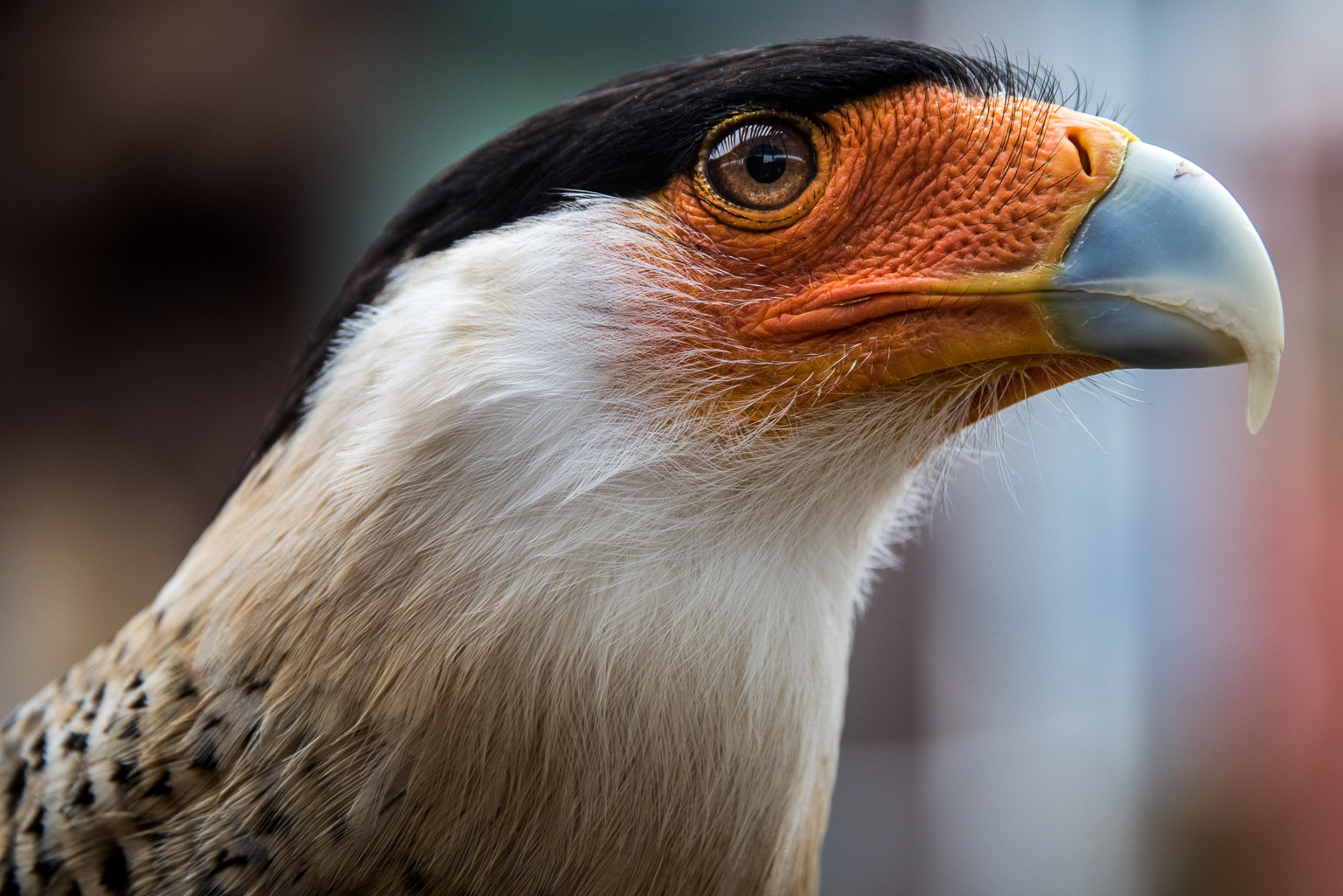 Crested Caracara ‹ Dave Wilson Photography