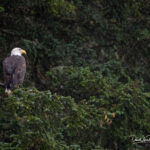 Bald Eagle, Inian Islands, Alaska | Dave Wilson Photography