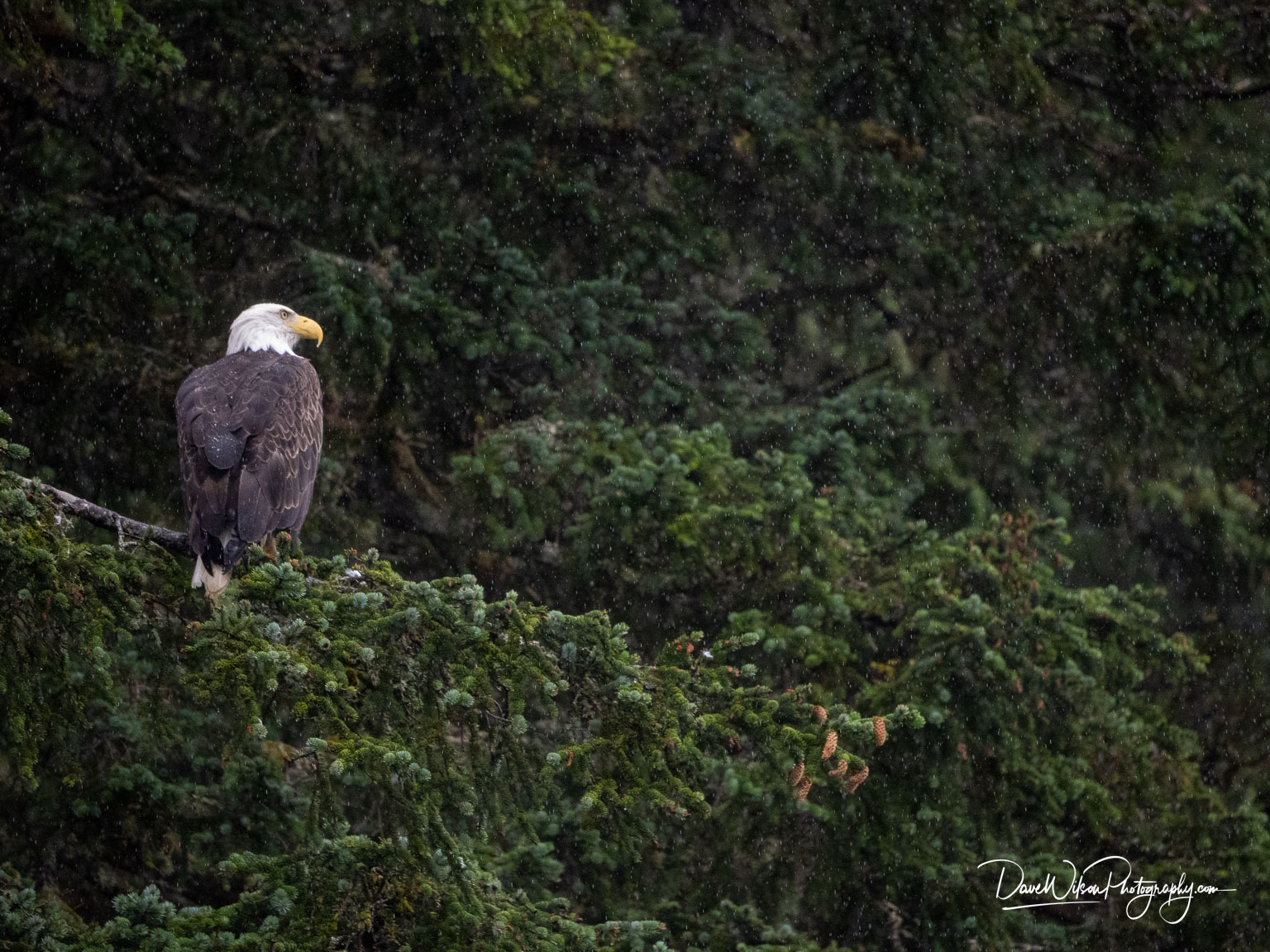 Bald Eagle, Inian Islands, Alaska | Dave Wilson Photography