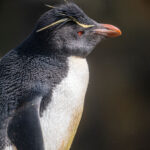 Rockhopper | Dave Wilson Photography